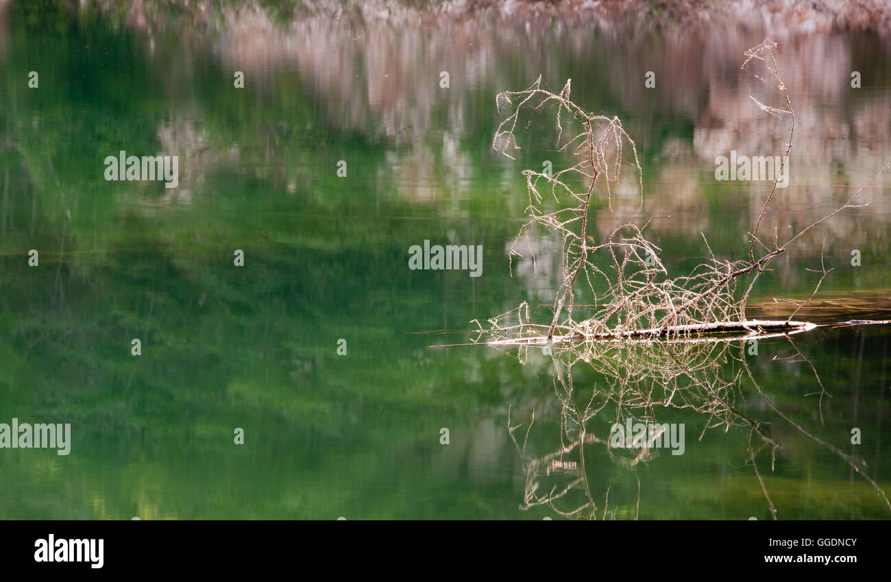 Fallen tree branch into water hi-res stock photography and images - Alamy