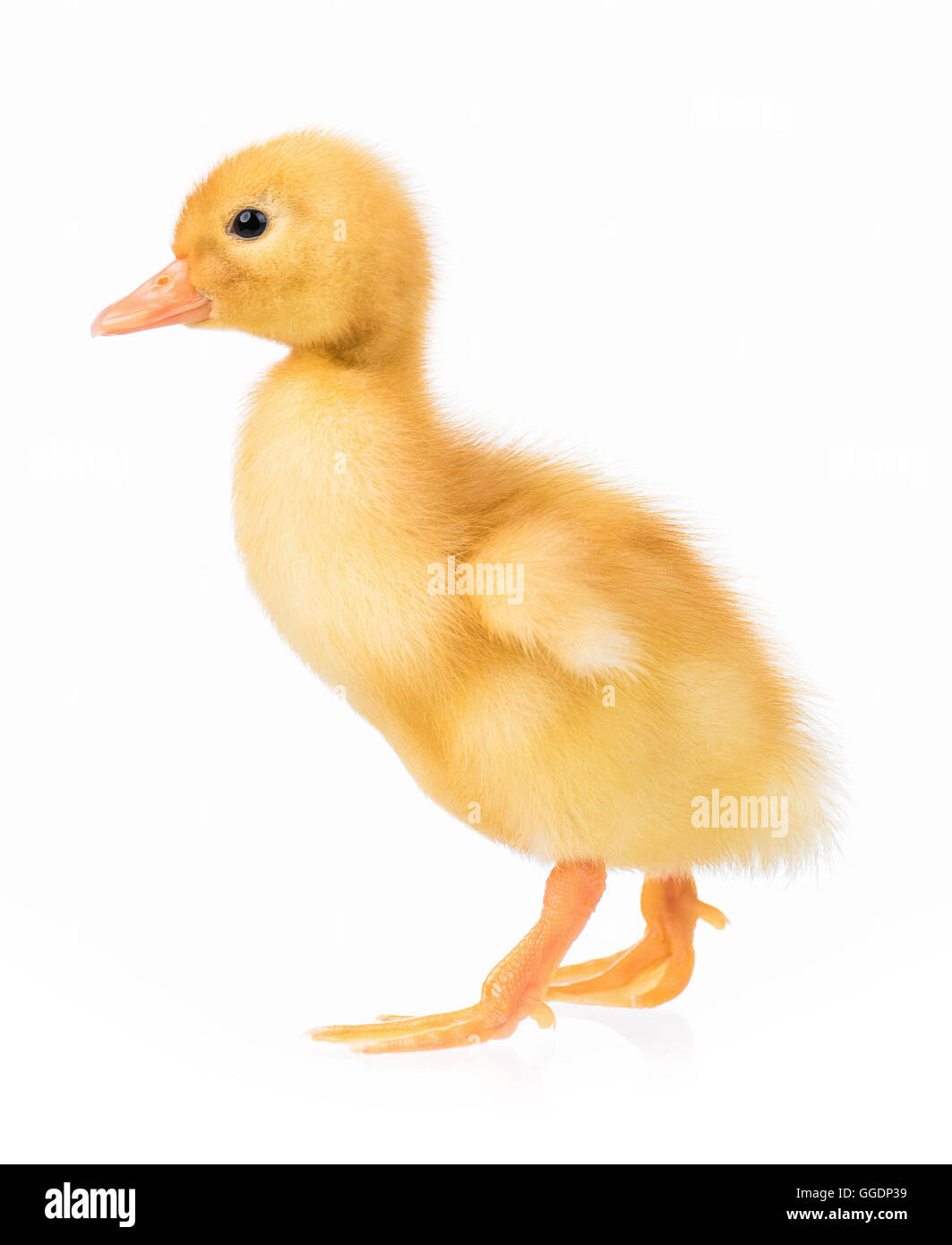 Cute little duckling Stock Photo - Alamy