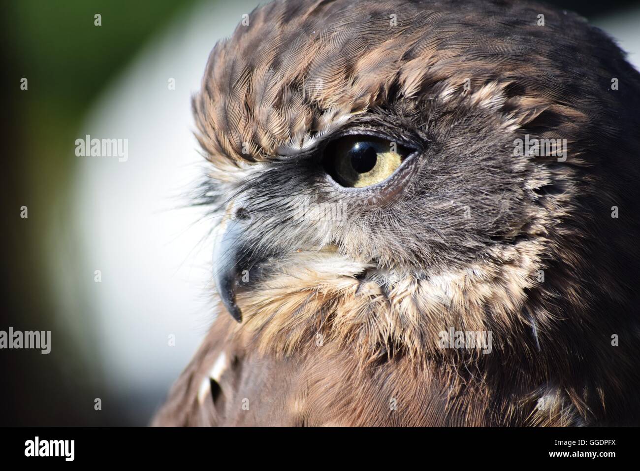 Morepork Owl in Profile, taken in Banbury, UK Stock Photo - Alamy