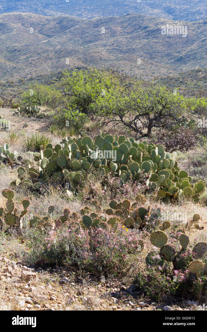 Mesquite trees prickly pear cactus hi-res stock photography and images ...