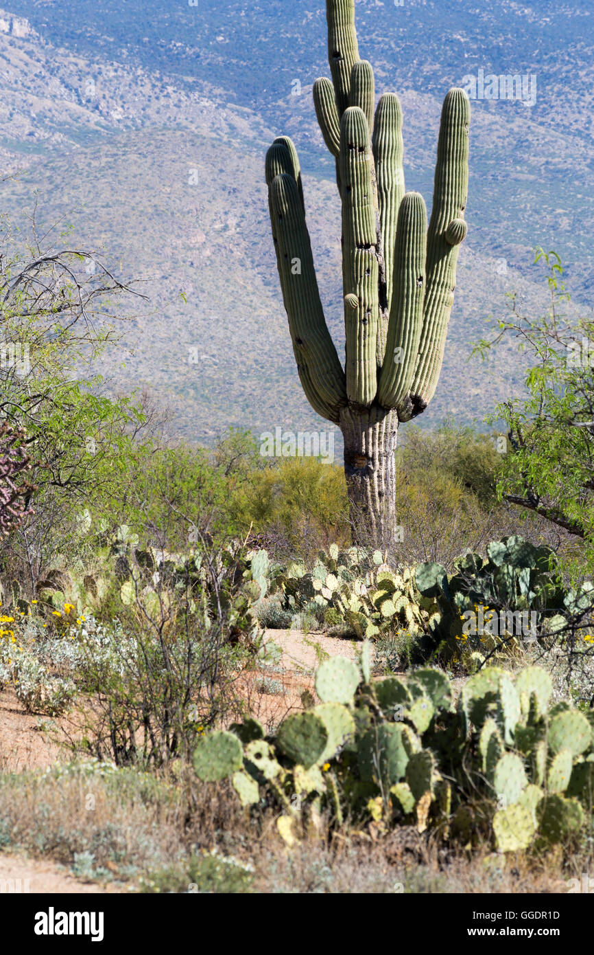 The Arizona Trail passing by saguaro cactus, prickly pear cactus, and ...