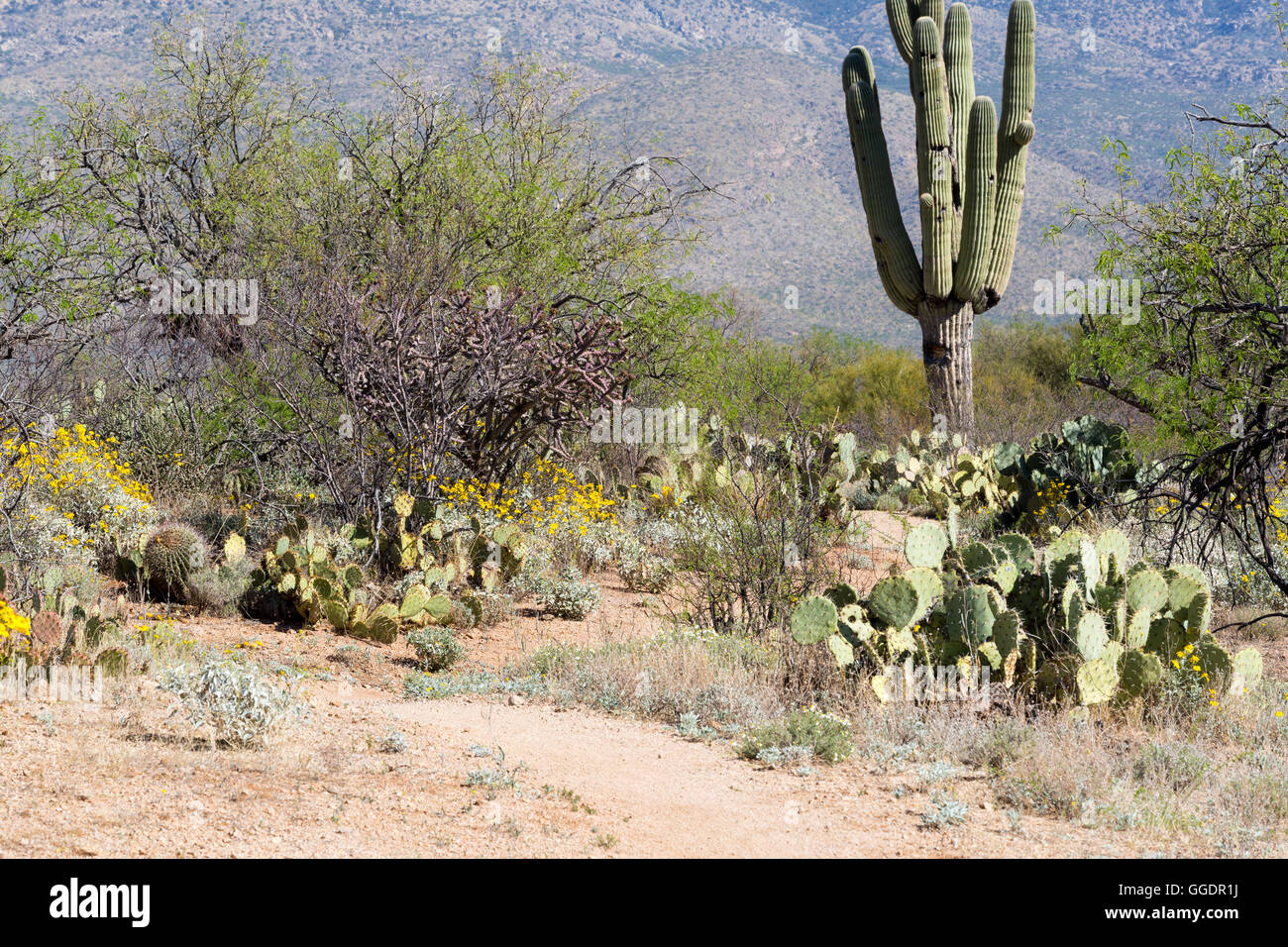 The Arizona Trail passing by saguaro cactus, prickly pear cactus, and ...