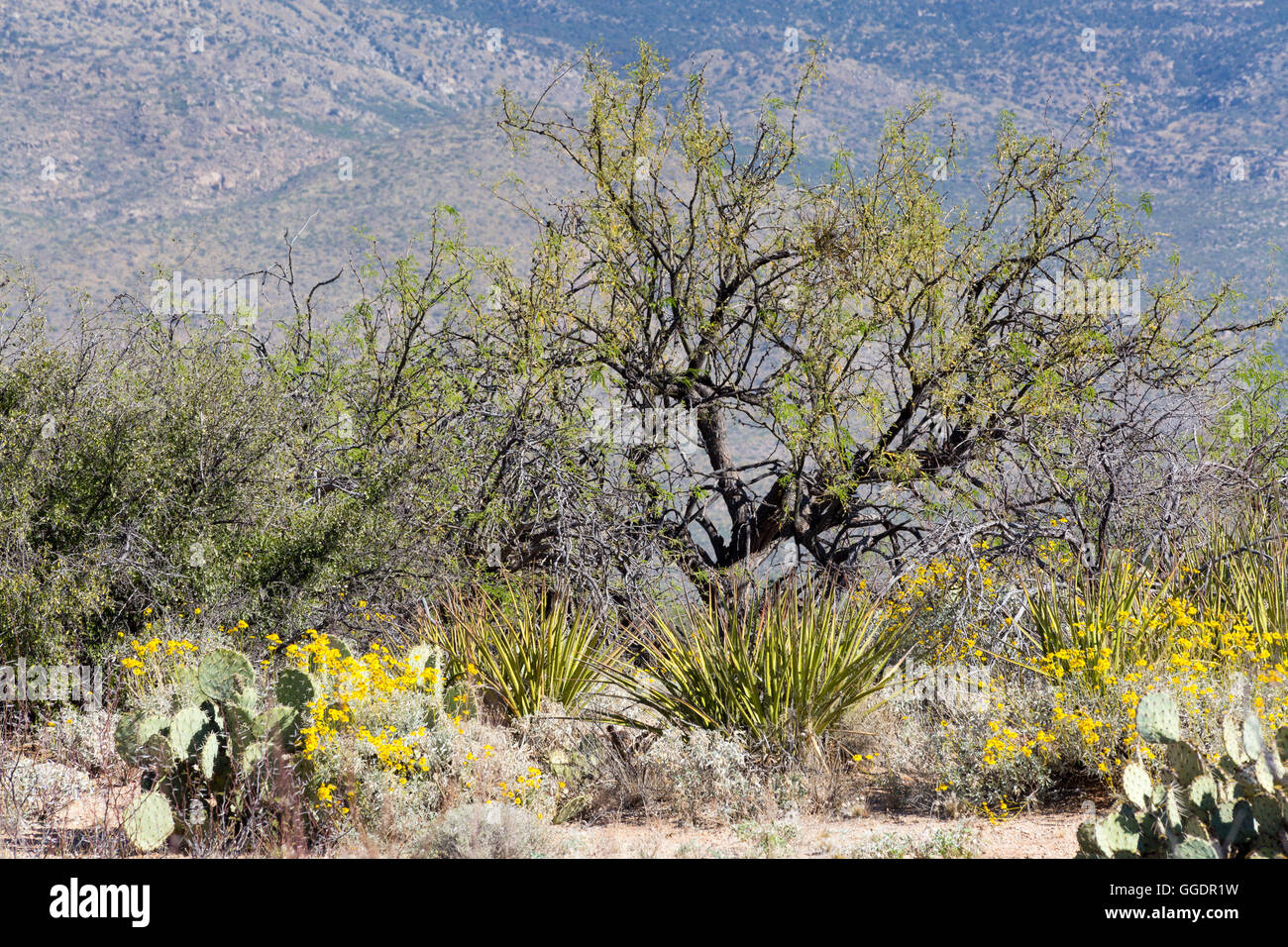 The Rincon Mountains behind desert plants, including mesquite trees ...