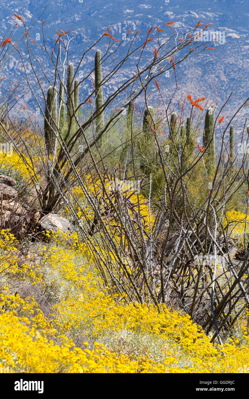 Brittlebrush wildflowers and ocotillo blooming in a forest of saguaro ...