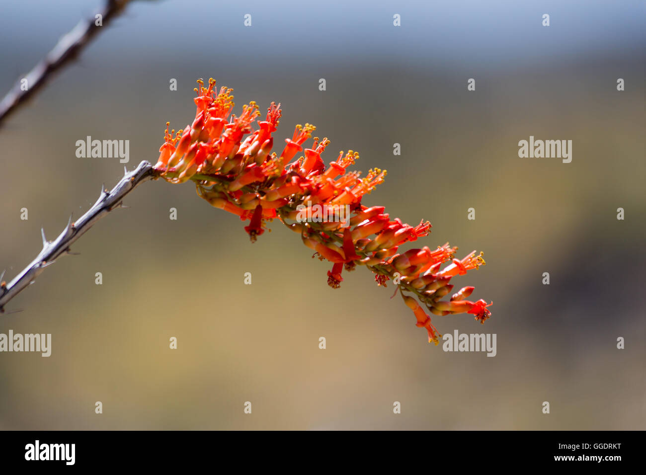 Ocotillo in bloom hi-res stock photography and images - Alamy