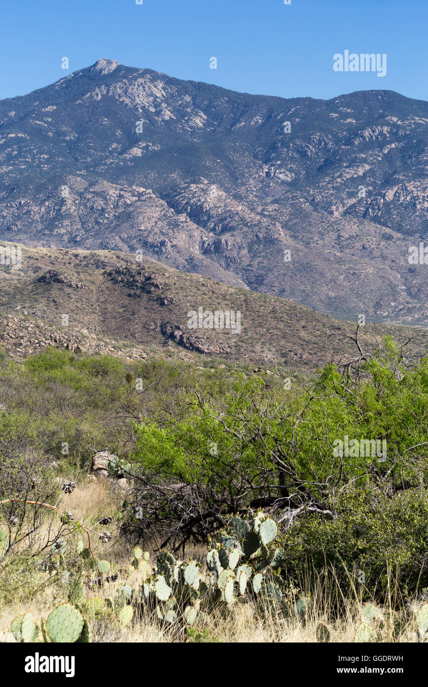 Rincon Peak rising above high desert grasslands on the higher ...