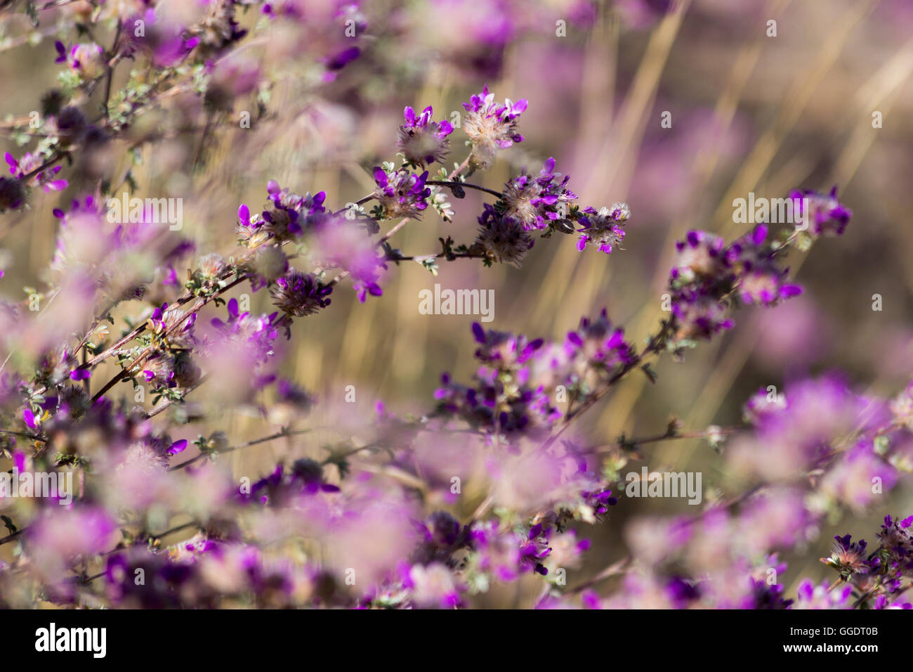 Santa catalina prairie clover hi-res stock photography and images - Alamy