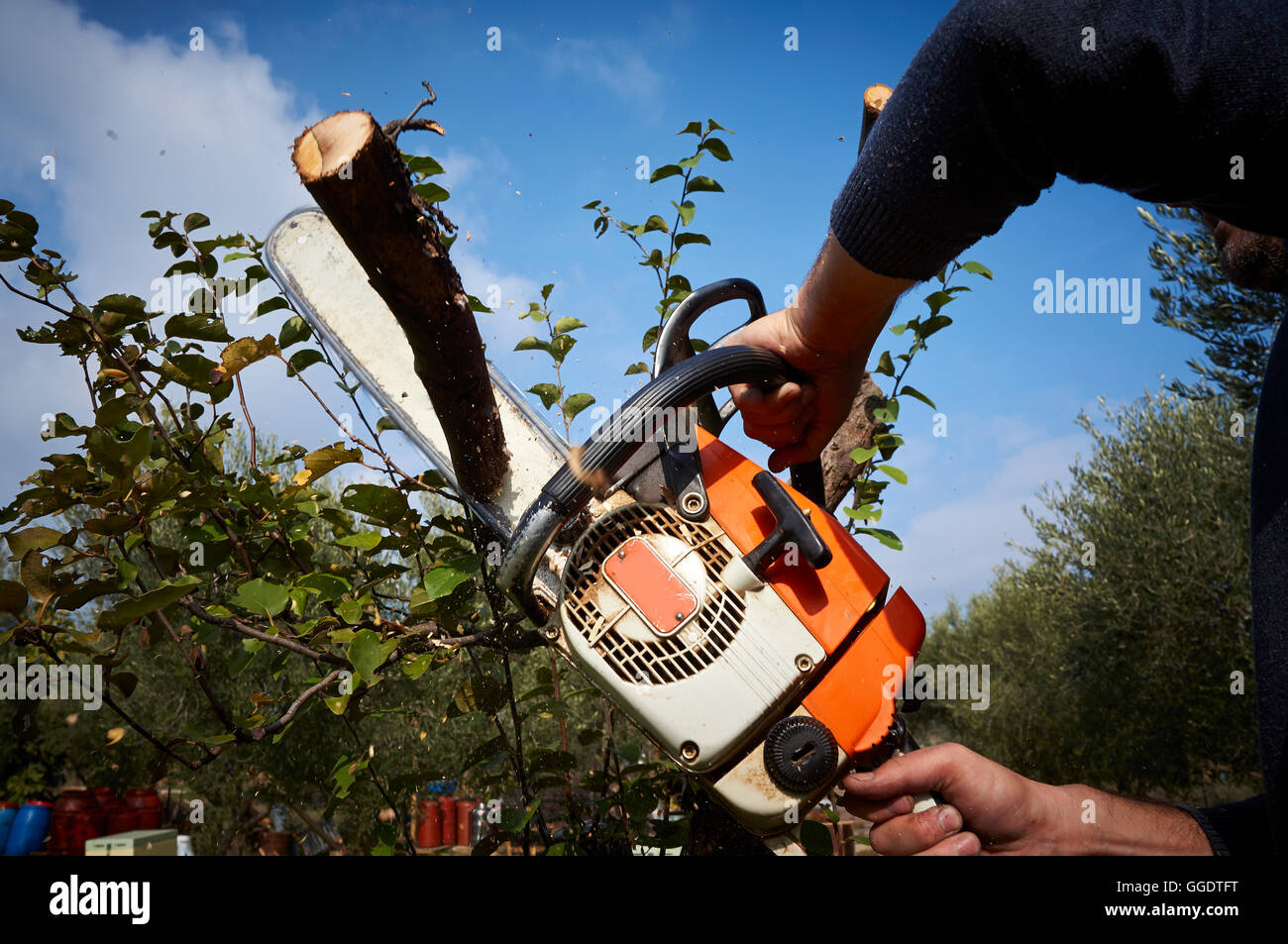 man without the necessary protection cuts tree with chainsaw Stock ...