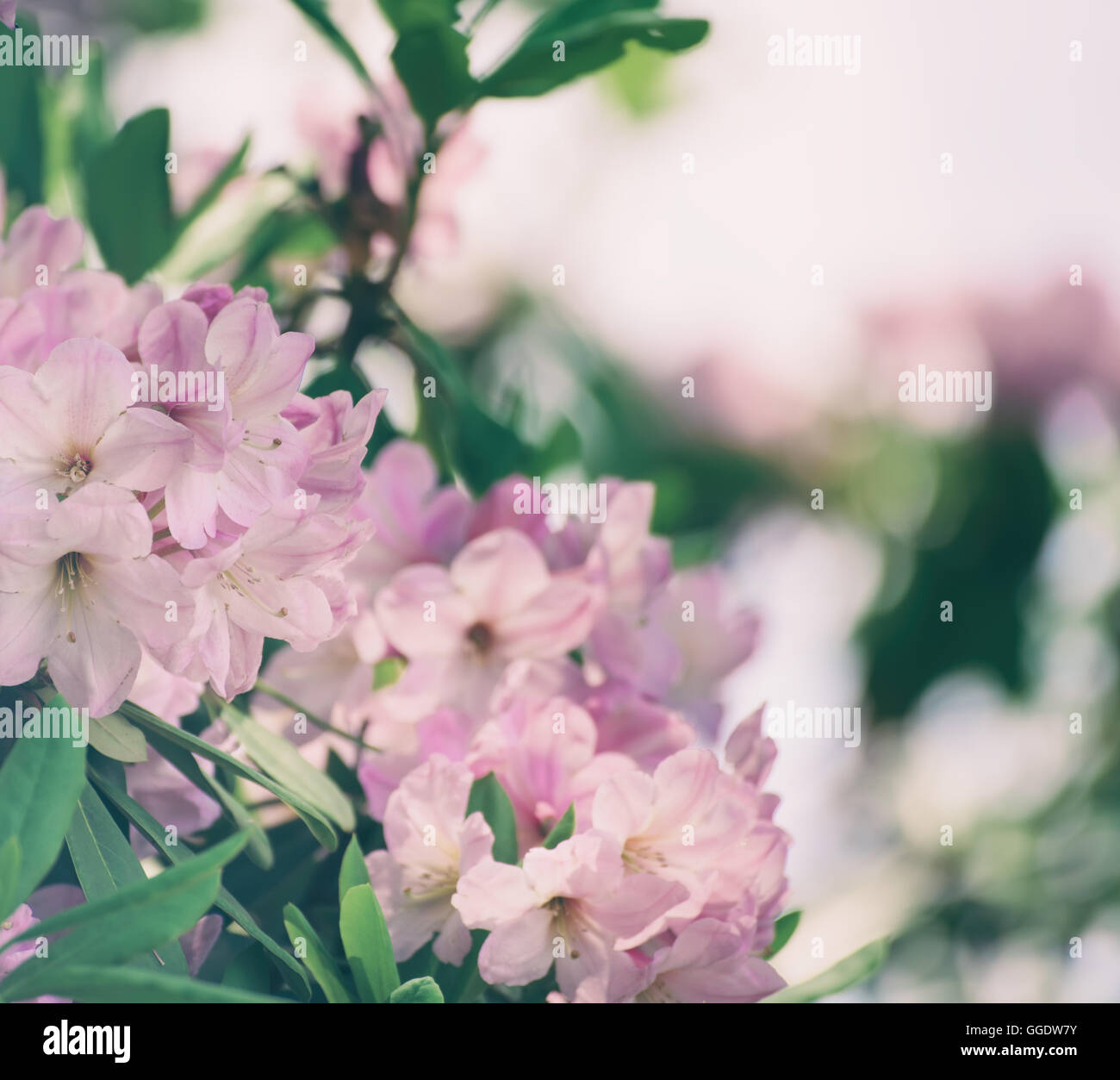 Rhododendron maximum pink flowers Stock Photo - Alamy