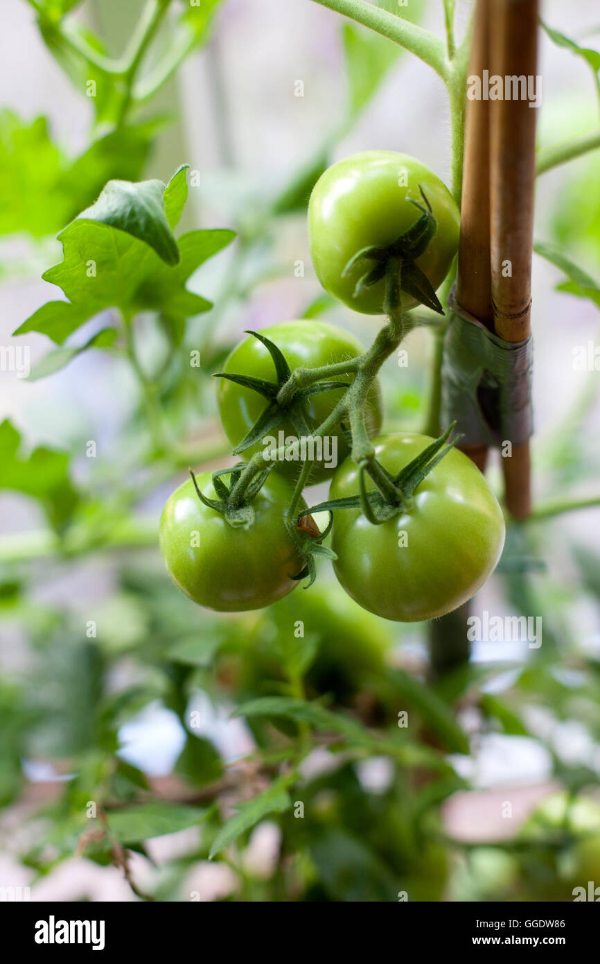 Growing vine hi-res stock photography and images - Alamy