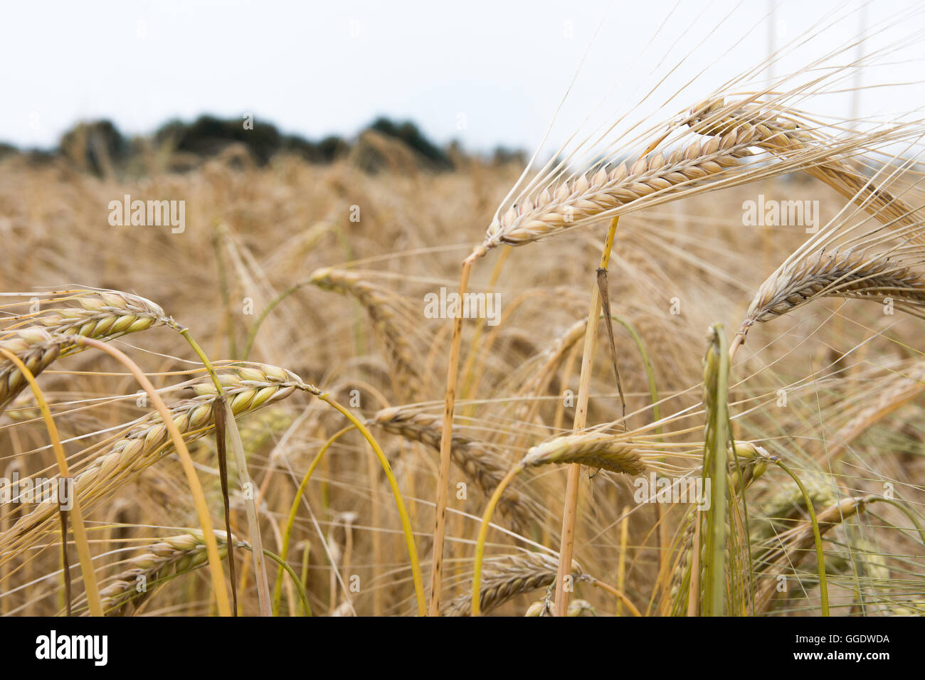 A field of corn, it's nice to listen the rustle when the wind blow ...