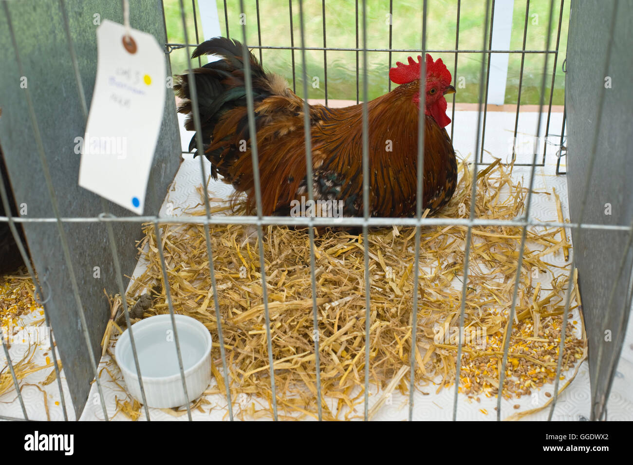 Chicken cages hi-res stock photography and images - Alamy