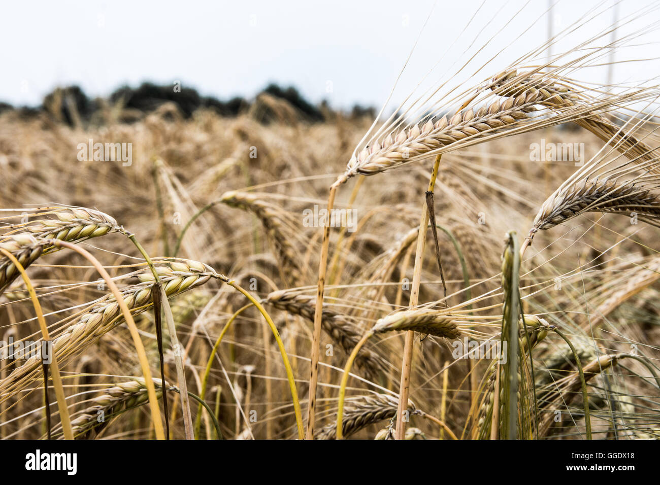 Fiel of corn Stock Photo - Alamy