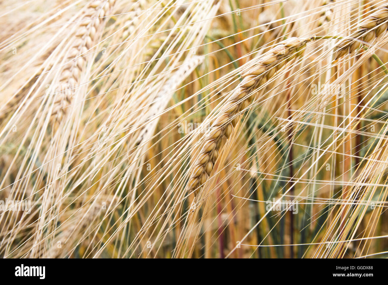 ears of corn Stock Photo - Alamy