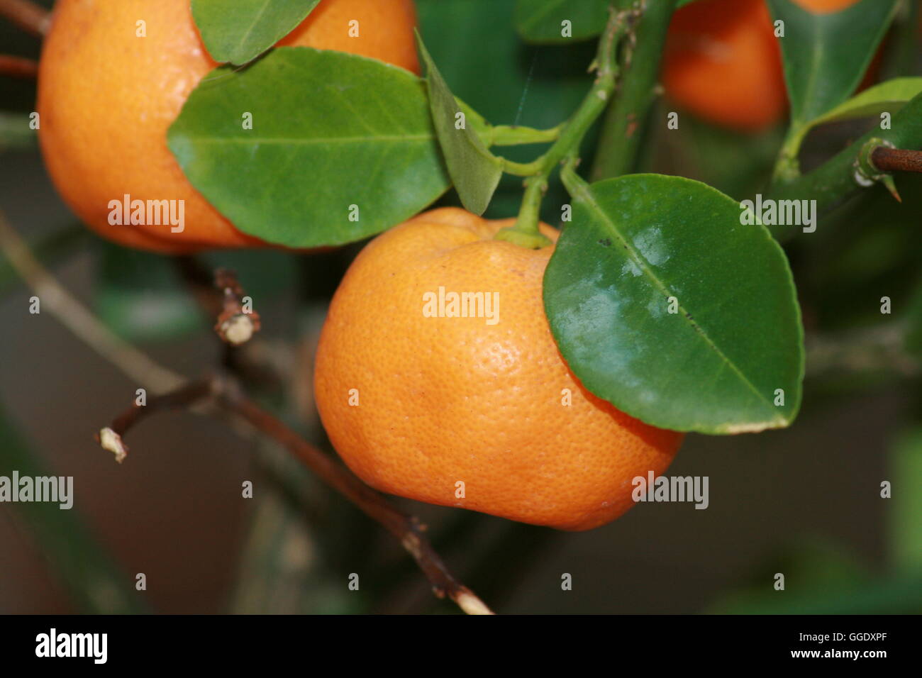 Little citrus tree hi-res stock photography and images - Alamy