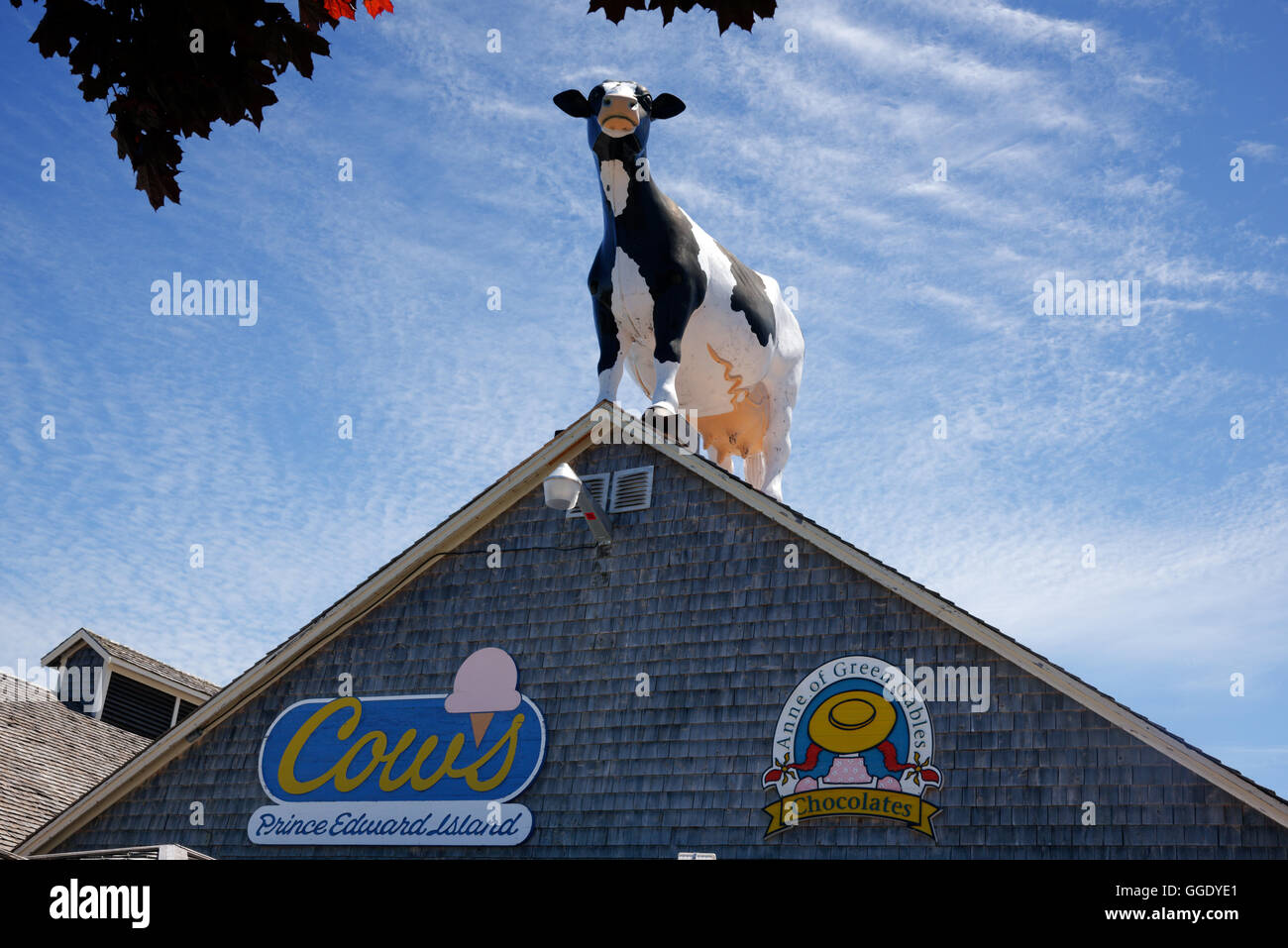 Cavendish pei cows hi-res stock photography and images - Alamy