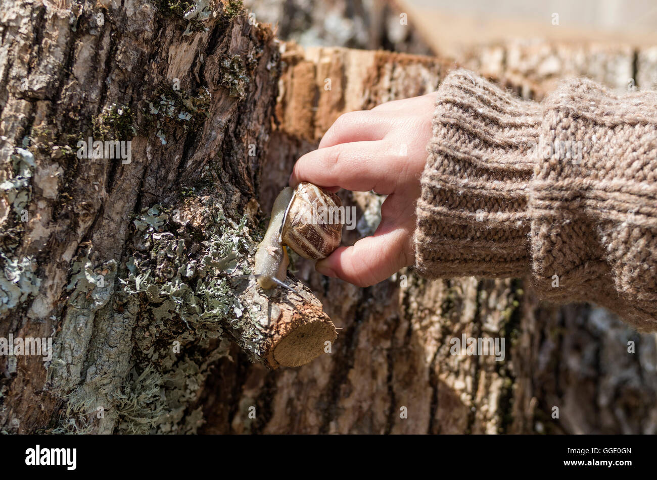 Baby touching snail on a tree closeup under sunlight Stock Photo - Alamy