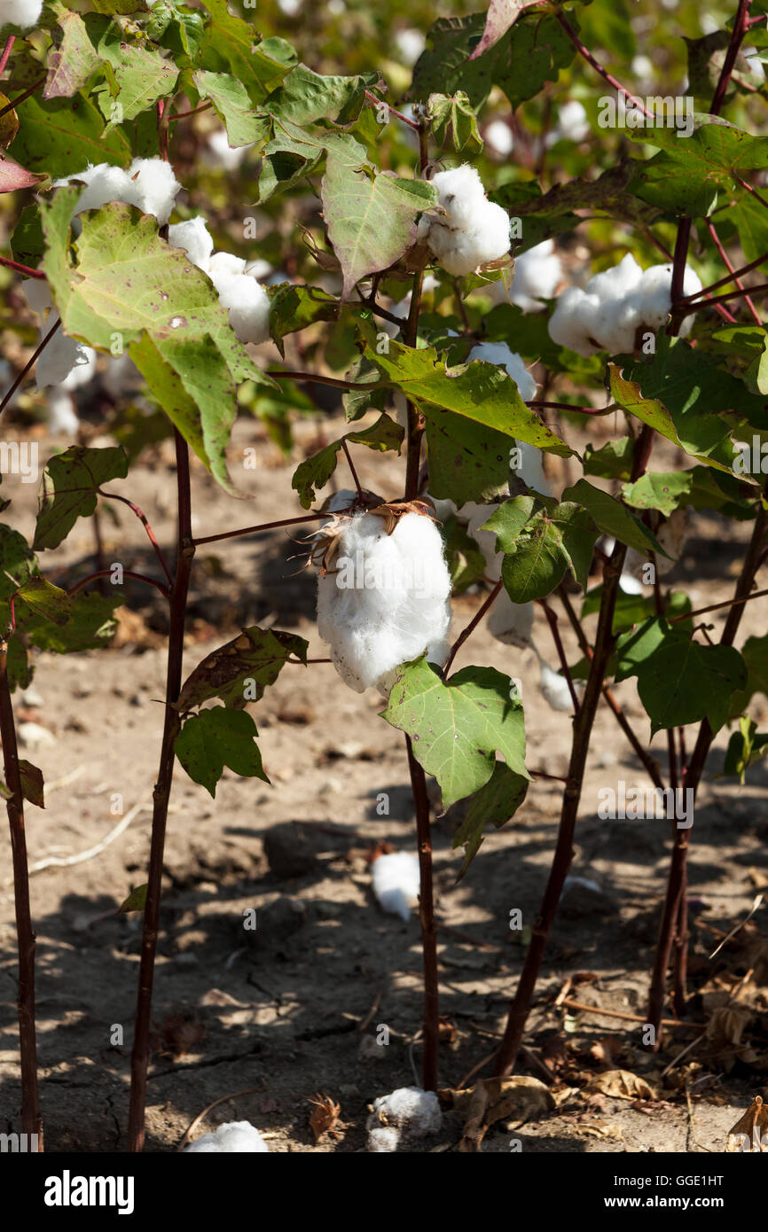 Cotton plant close up hi-res stock photography and images - Alamy