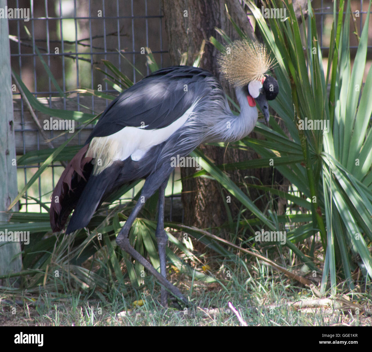 Exotic bird at the zoo Stock Photo - Alamy