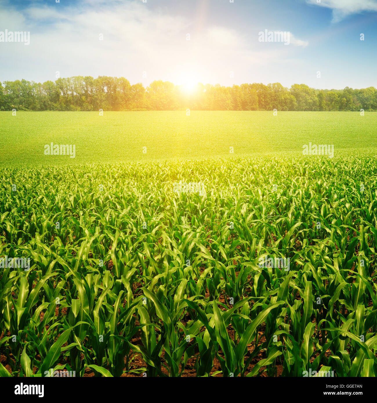 sunrise over the corn field Stock Photo - Alamy