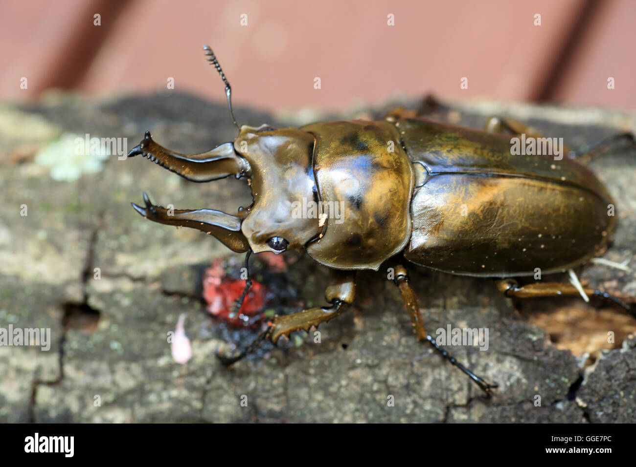 Golden stag beetle (Allotopus rosenbergi) in Java Island, Indonesia ...