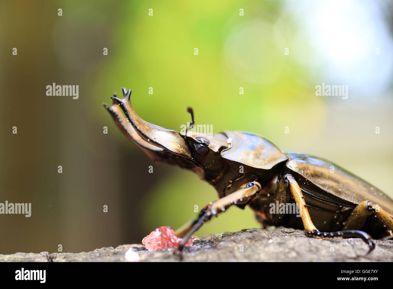 Golden stag beetle (Allotopus rosenbergi) in Java Island, Indonesia ...