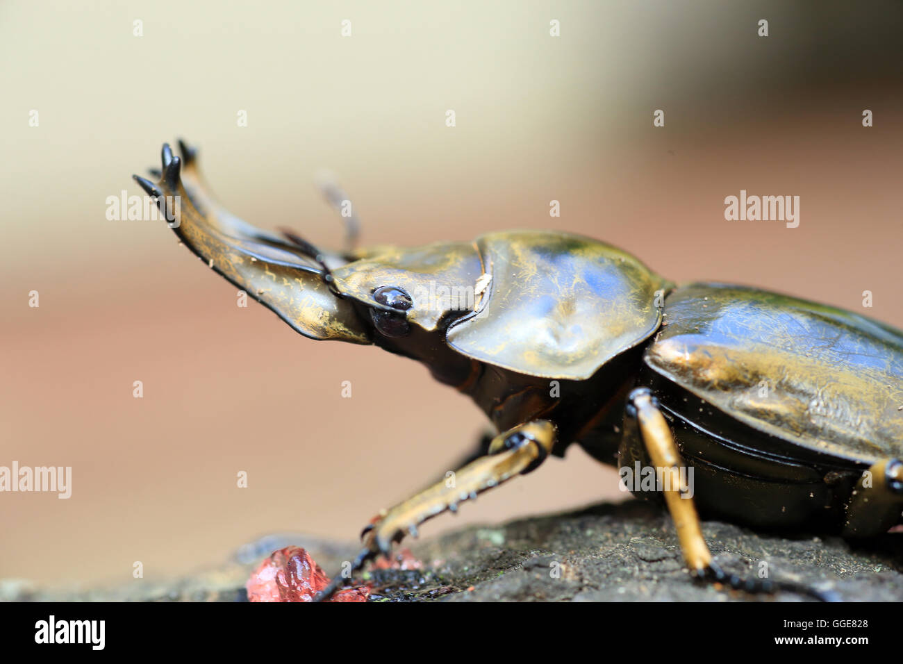 Golden stag beetle (Allotopus rosenbergi) in Java Island, Indonesia ...