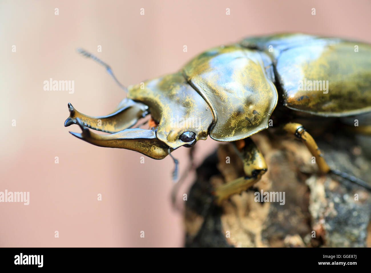Golden Stag Beetle