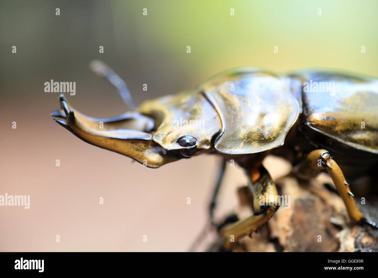 Golden stag beetle (Allotopus rosenbergi) in Java Island, Indonesia ...