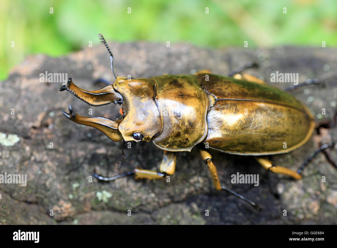 Golden Stag Beetle