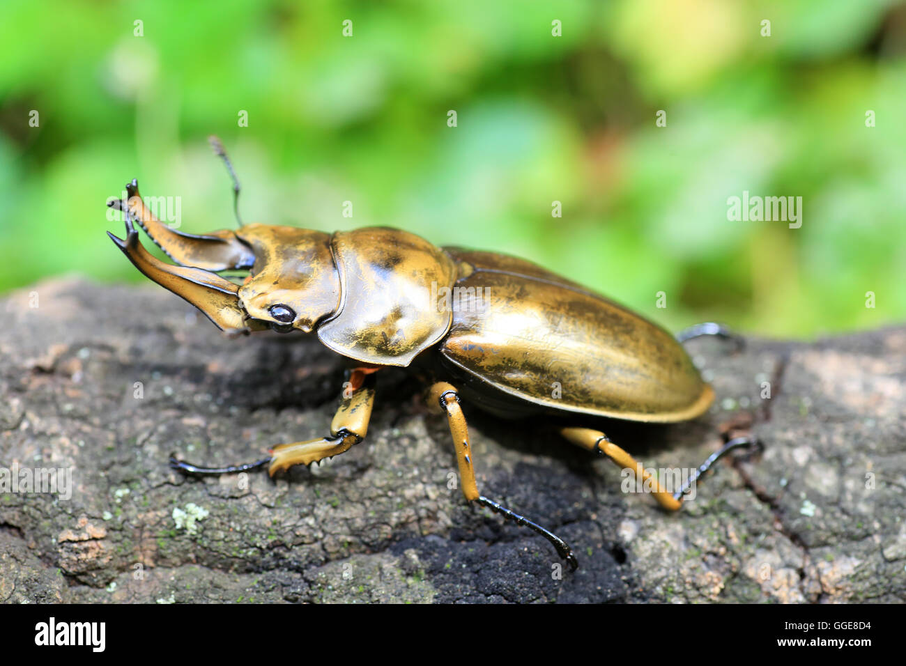 Golden Stag Beetle Size