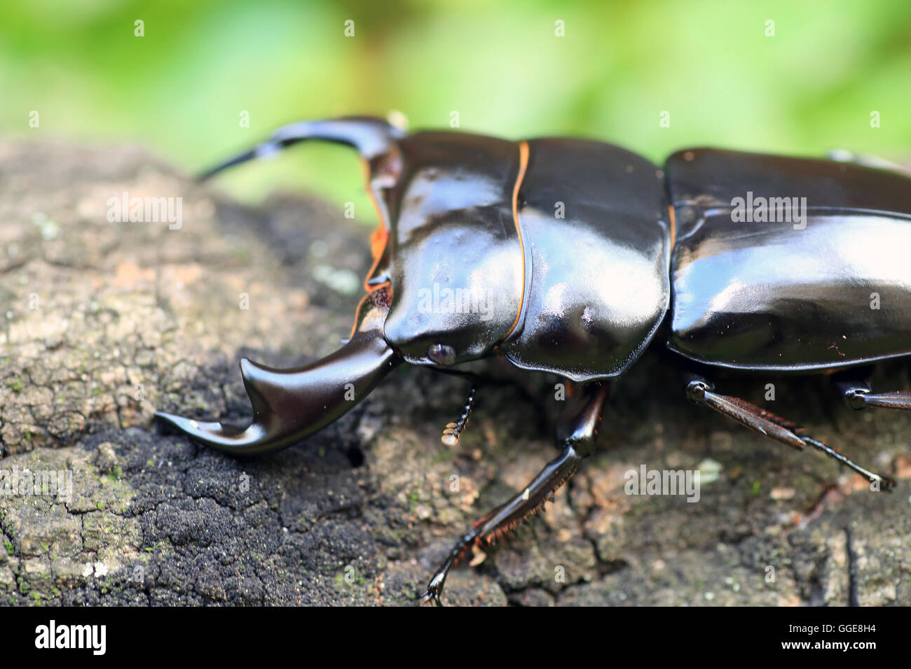 Antaeus stag beetle (Dorcus antaeus) in India Stock Photo - Alamy