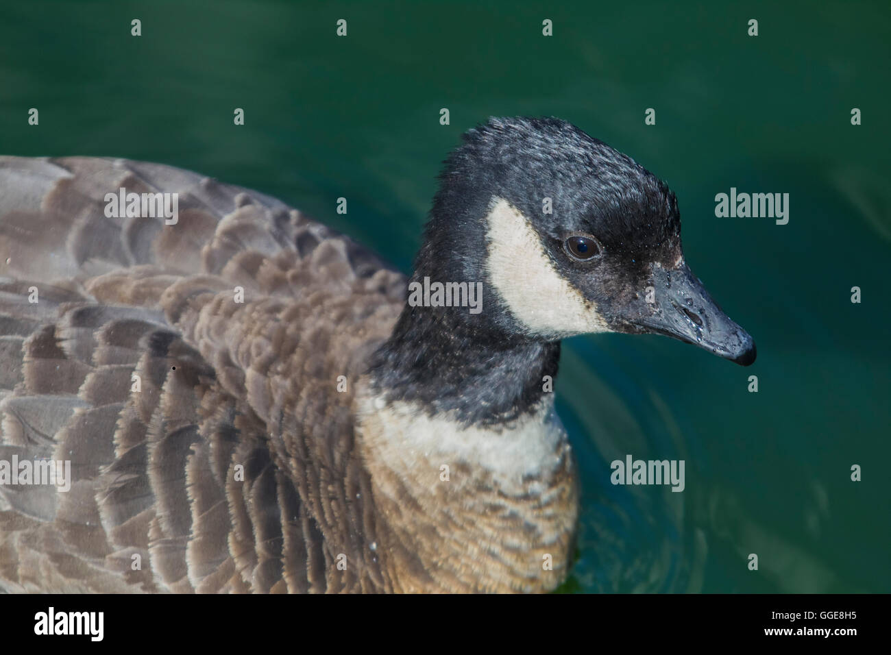 The wild goose chase hi-res stock photography and images - Alamy