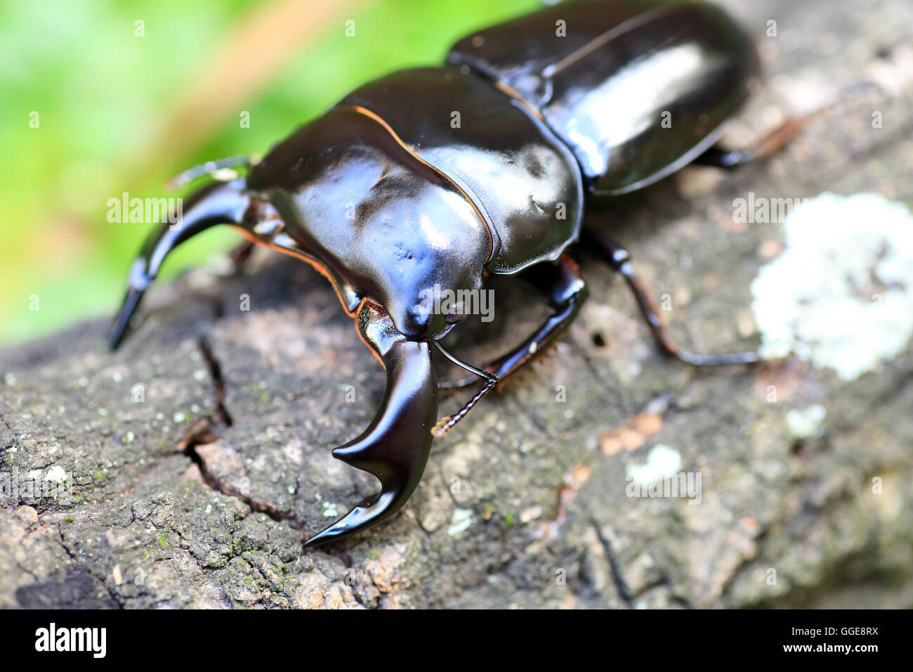 Antaeus stag beetle (Dorcus antaeus) in India Stock Photo - Alamy
