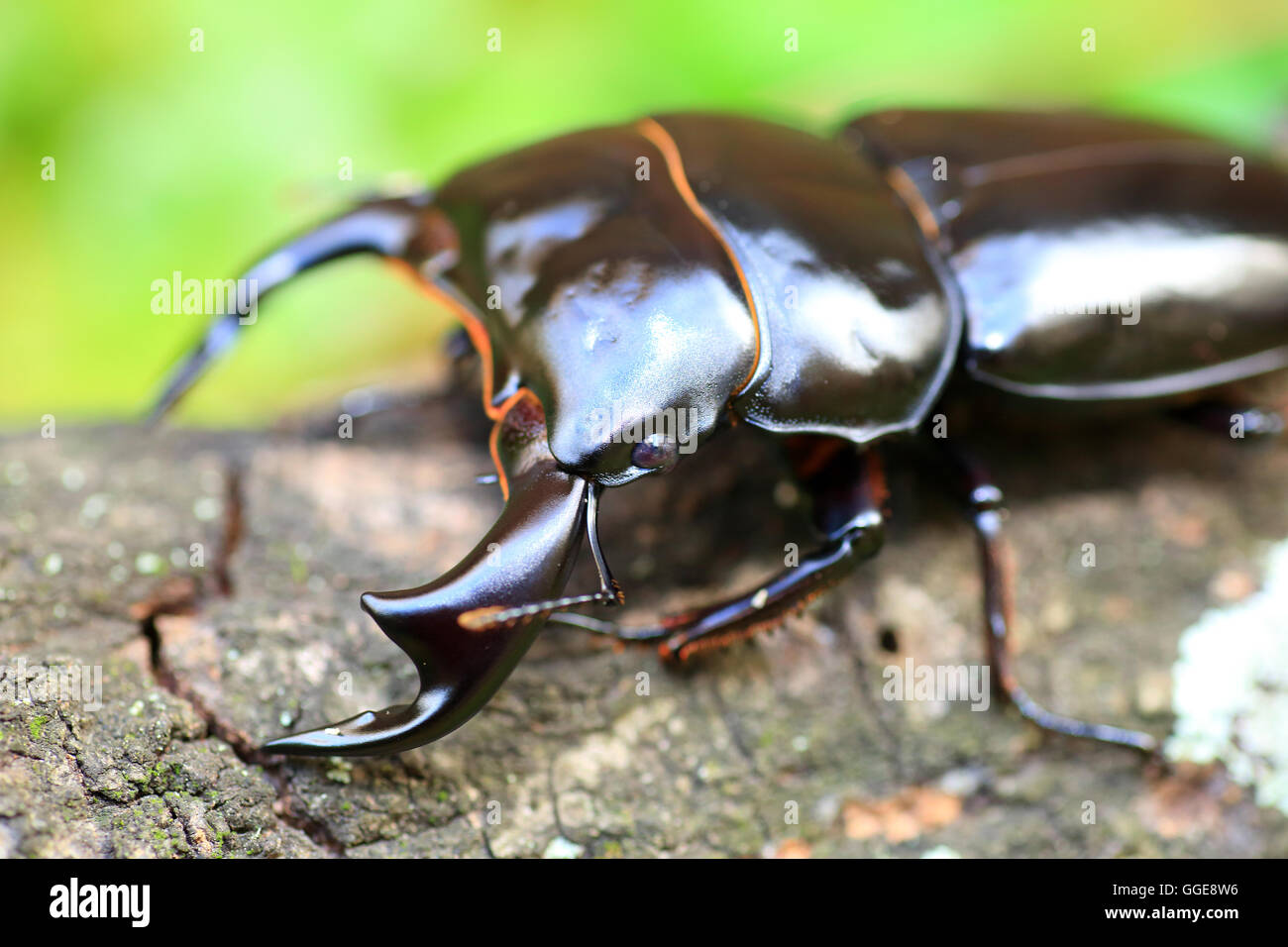 Tropical beetle india hi-res stock photography and images - Alamy
