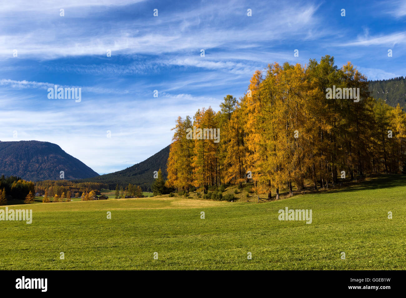 Autumn landscape with field and larch trees. Miemenger Plateau, Austria ...