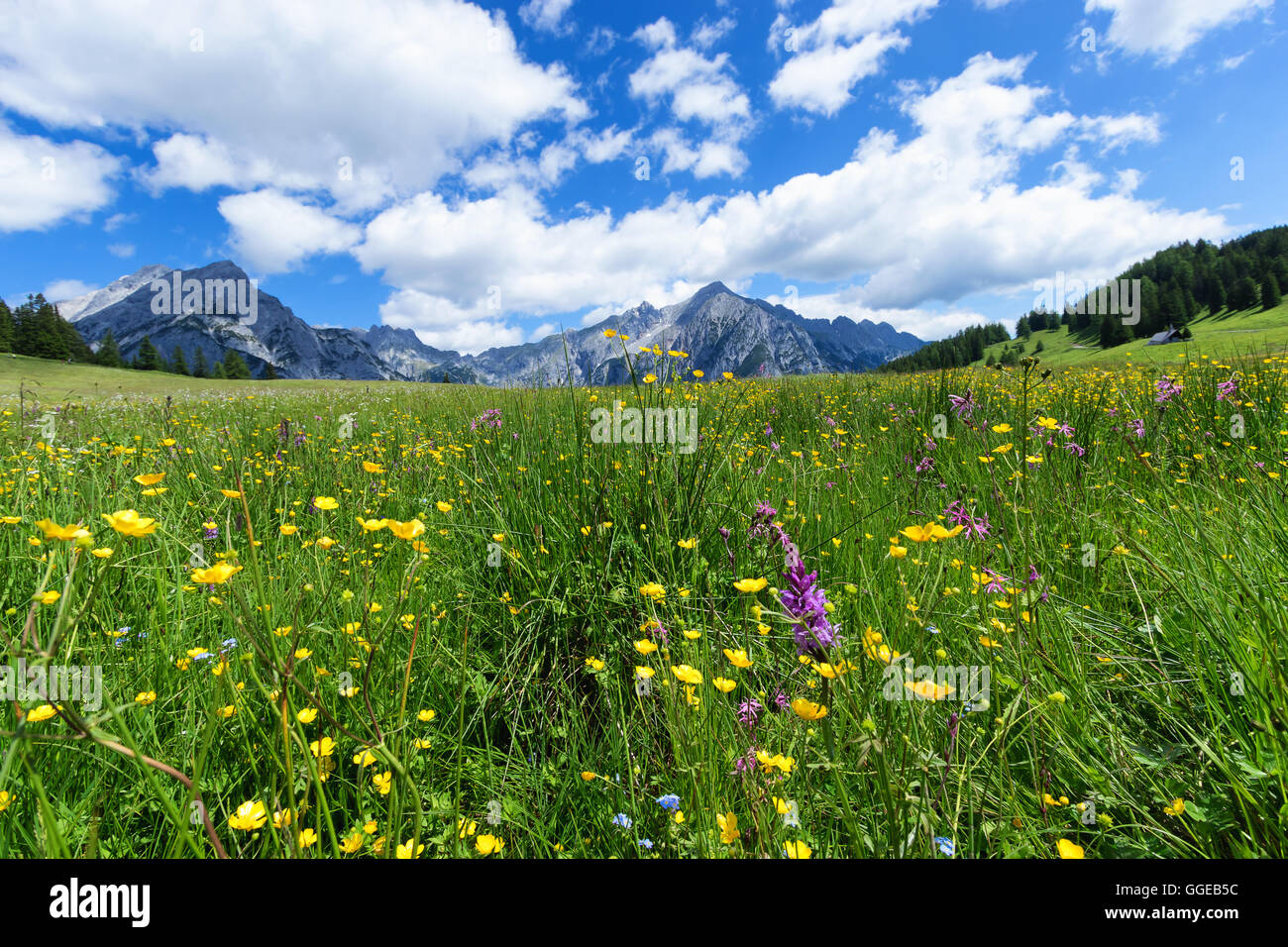 Austria Tyrol Meadow Mountains Flowers Stock Photos & Austria Tyrol ...