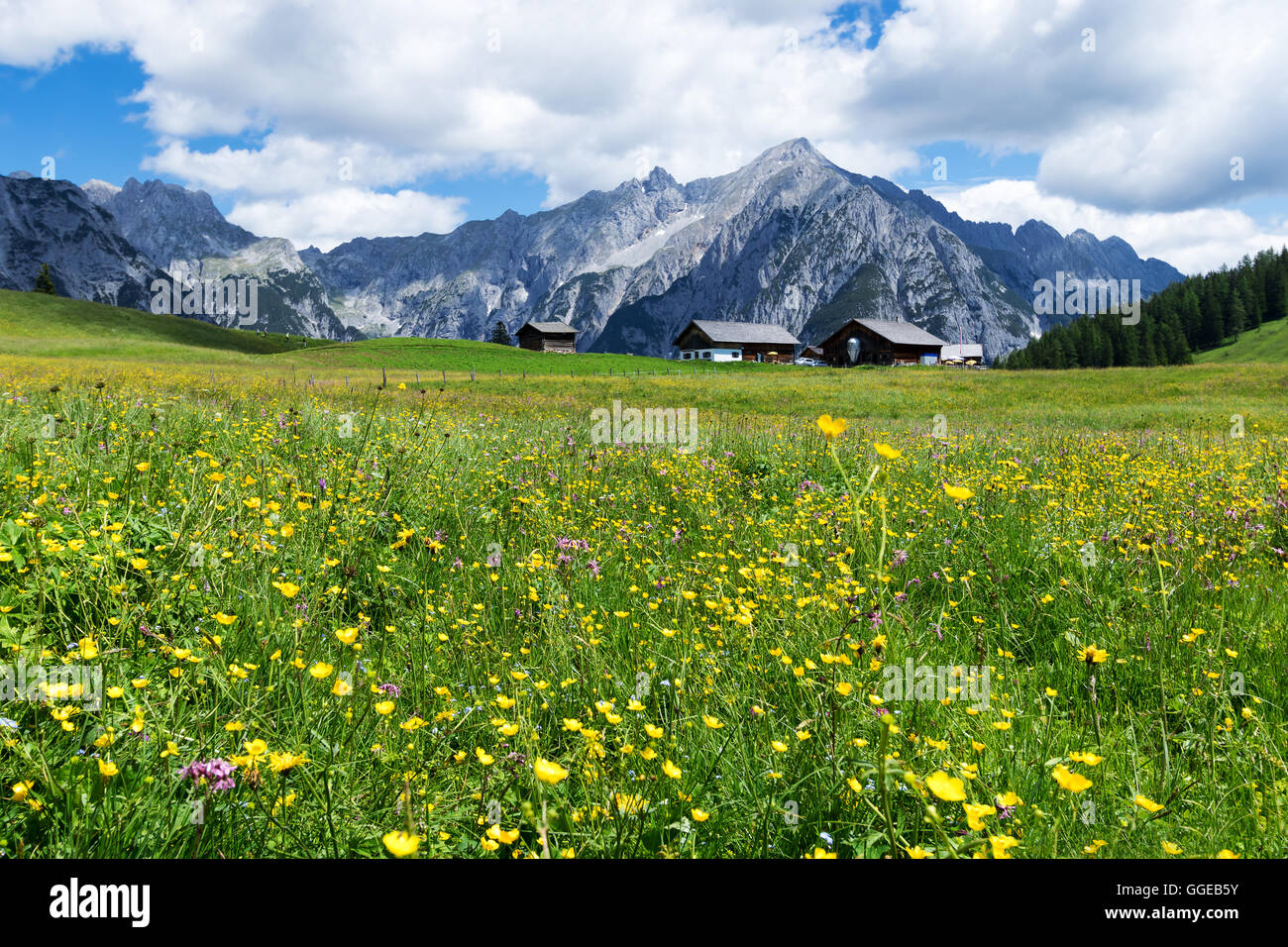 Austria Tyrol Meadow Mountains Flowers Stock Photos & Austria Tyrol ...