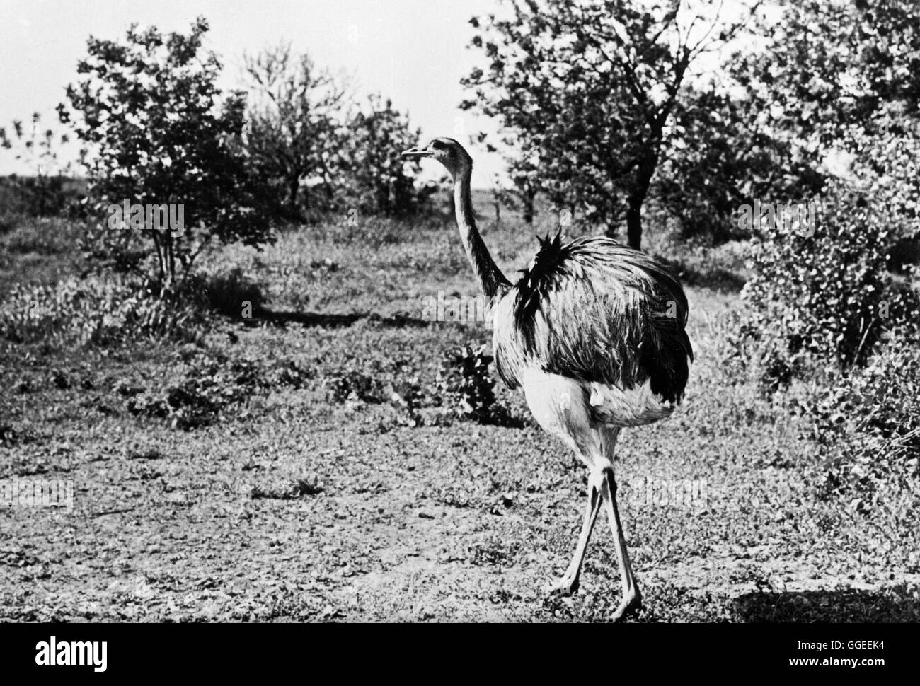 Vogel strauss hi-res stock photography and images - Alamy