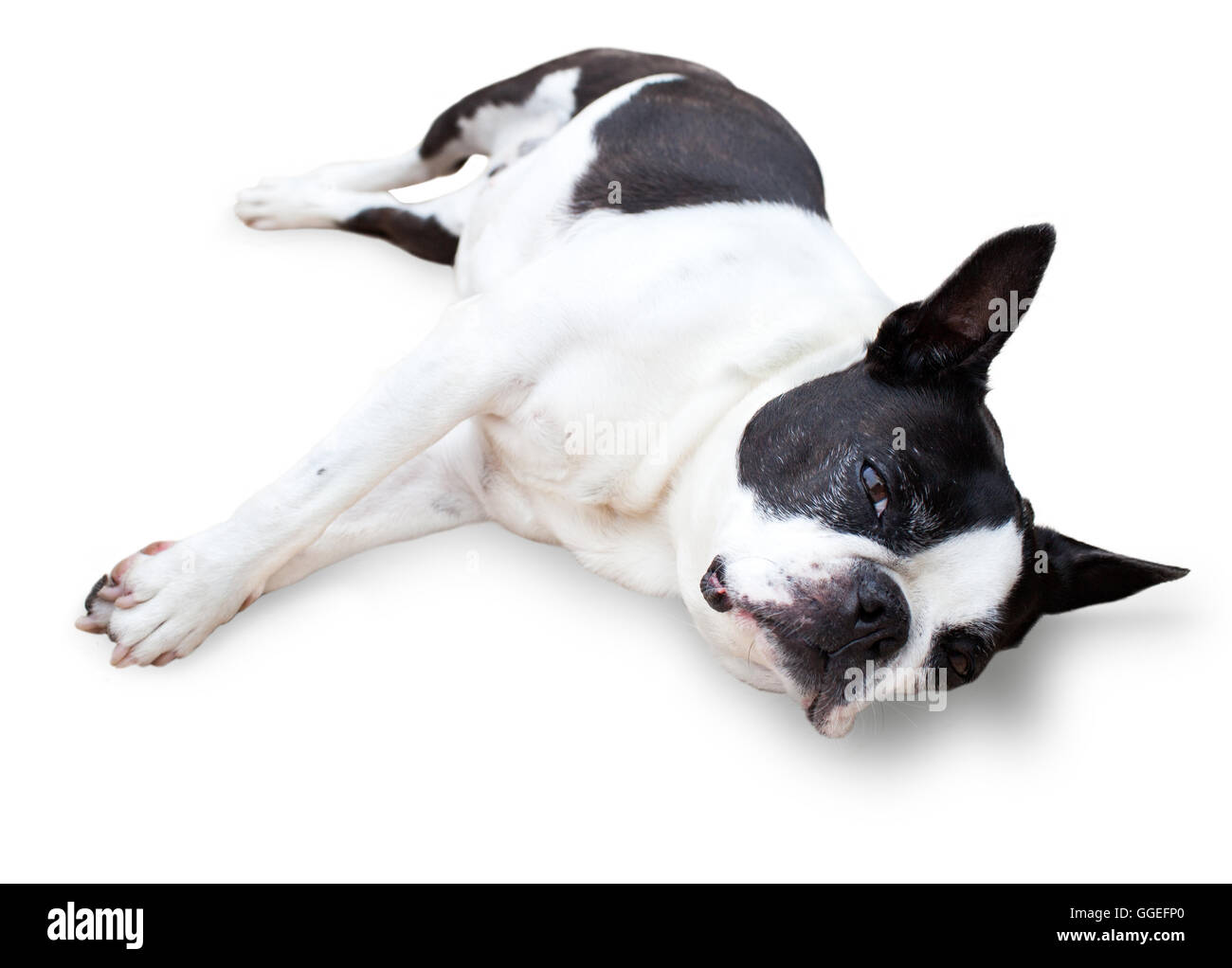Dog boston terrier Cut Out Stock Images & Pictures - Alamy