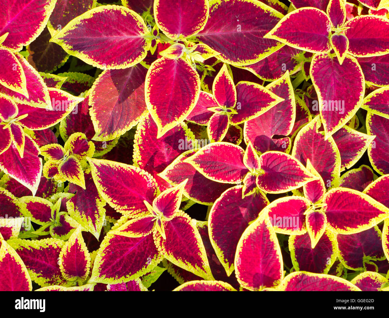 Coleus red plant hi-res stock photography and images - Alamy