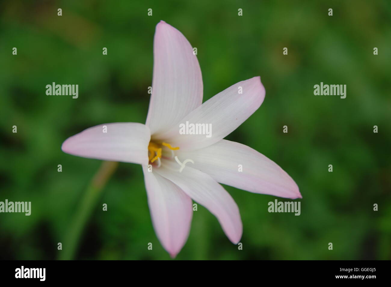 Pinkish vegetation hi-res stock photography and images - Alamy