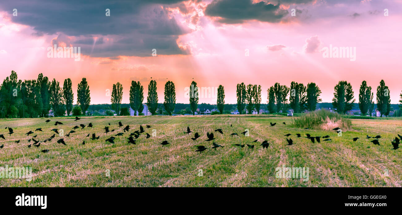 Sunset field panoramic countryside Stock Photo - Alamy
