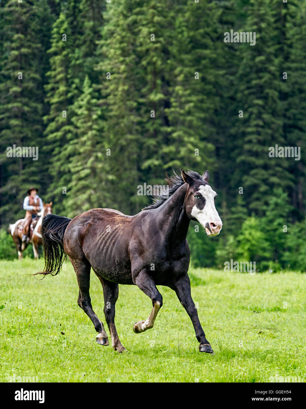 Round up hi-res stock photography and images - Alamy
