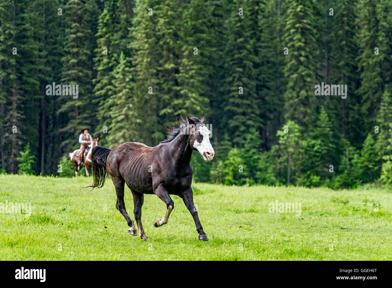 Cowboy horse round up hi-res stock photography and images - Alamy