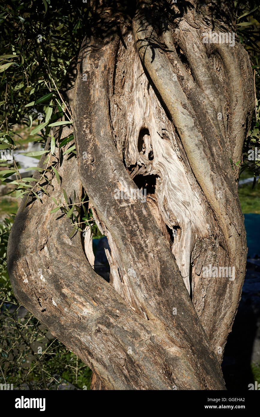 Elderly olive tree in Samothrace, stock image Stock Photo - Alamy
