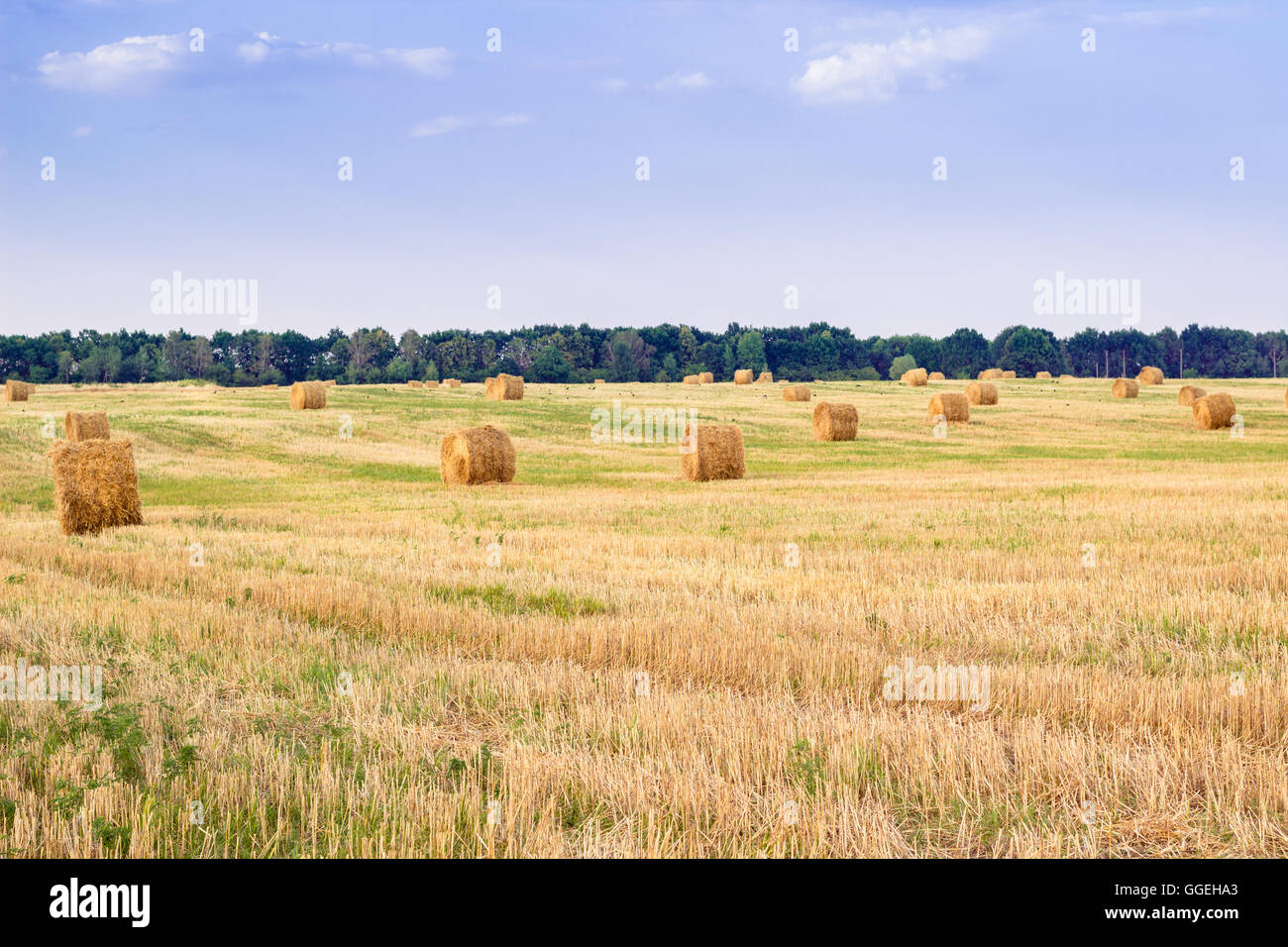 Dry hay on countryside field during harvest time Stock Photo - Alamy