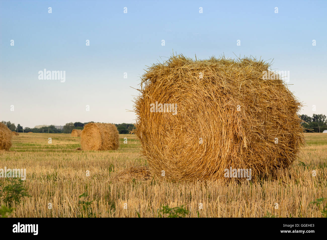 Dry hay stacks countryside field during harvest time Stock Photo - Alamy