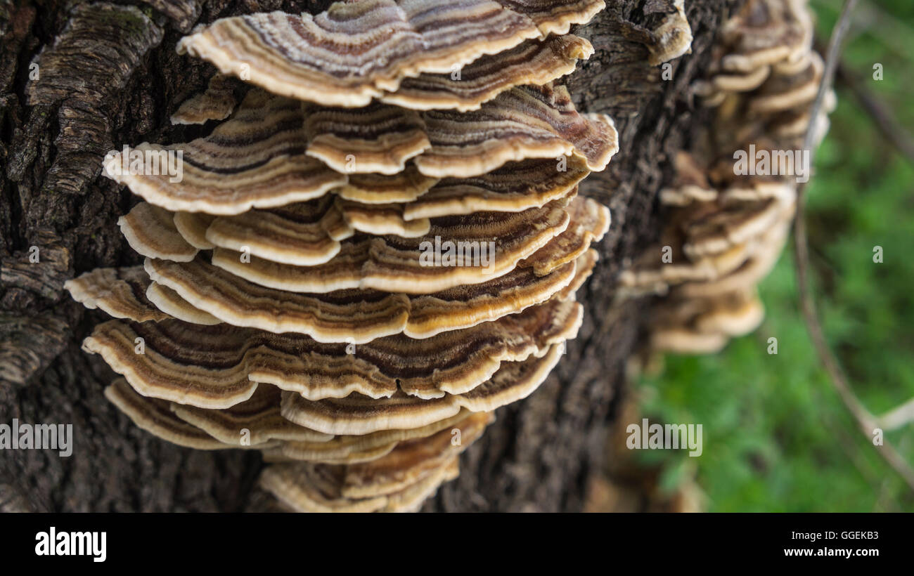 Mushrooms growing on a tree in the forest Stock Photo - Alamy