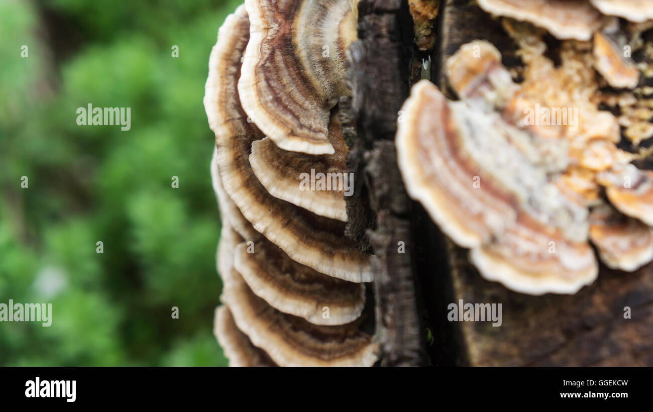 Mushrooms growing on a tree in the forest Stock Photo - Alamy